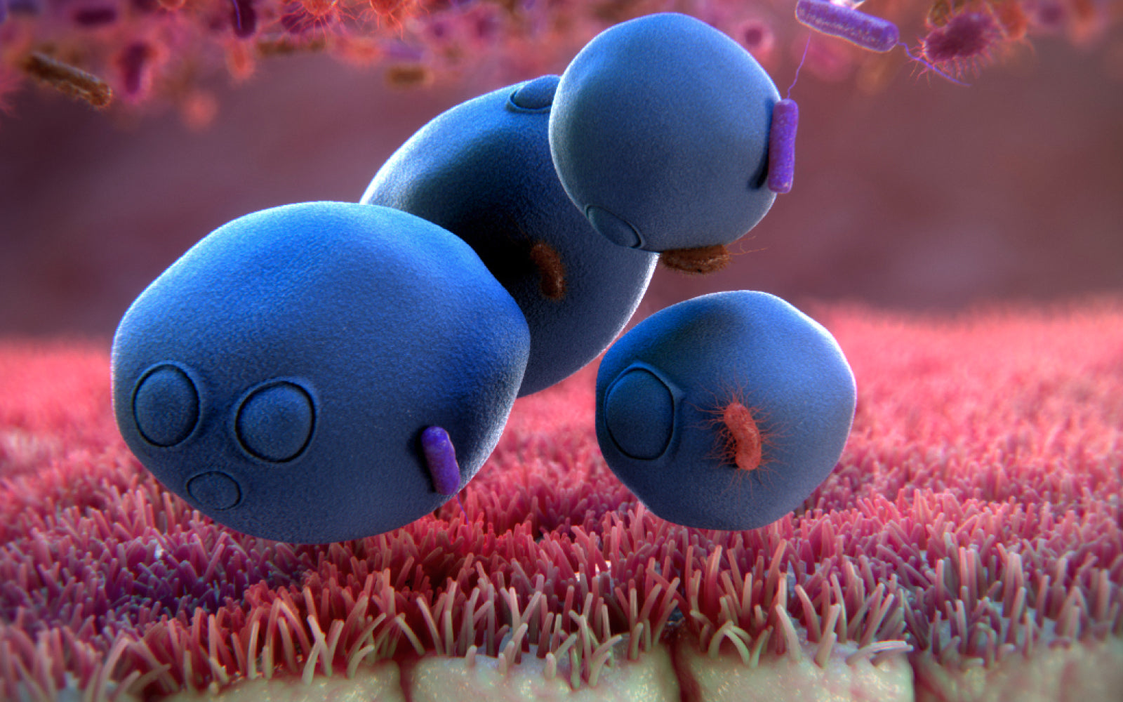 How Florastor® Works | Mechanism of Action