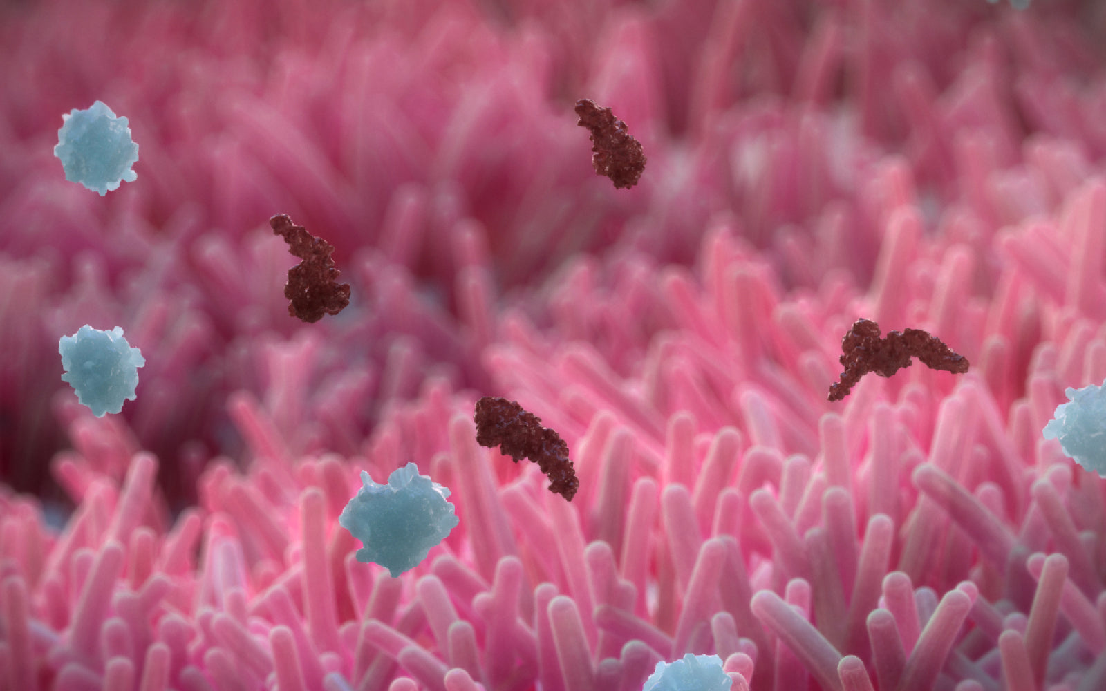 How Florastor® Works | Mechanism of Action