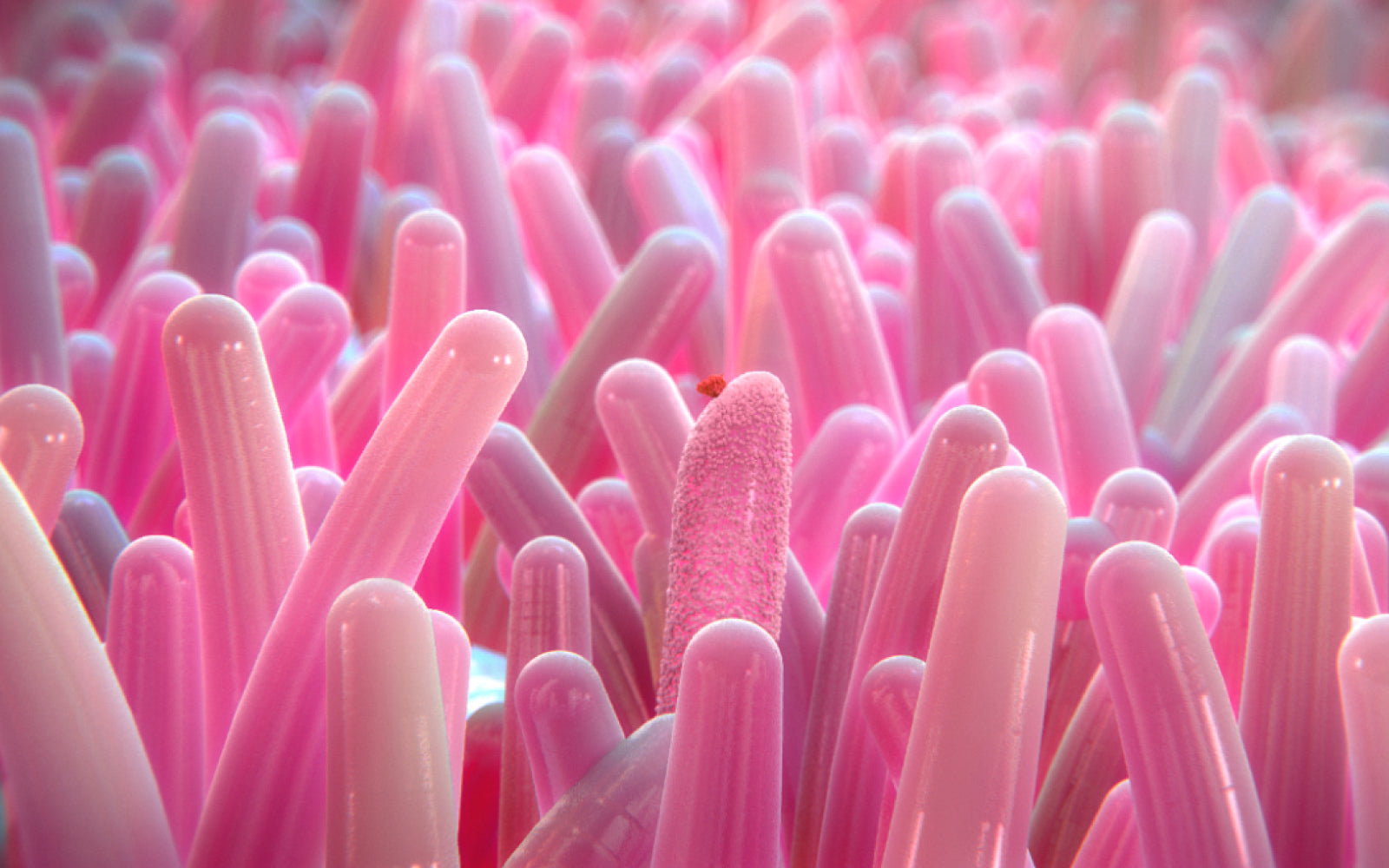 How Florastor® Works | Mechanism of Action