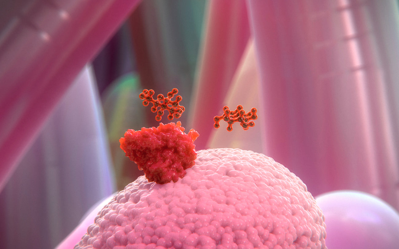 How Florastor® Works | Mechanism of Action